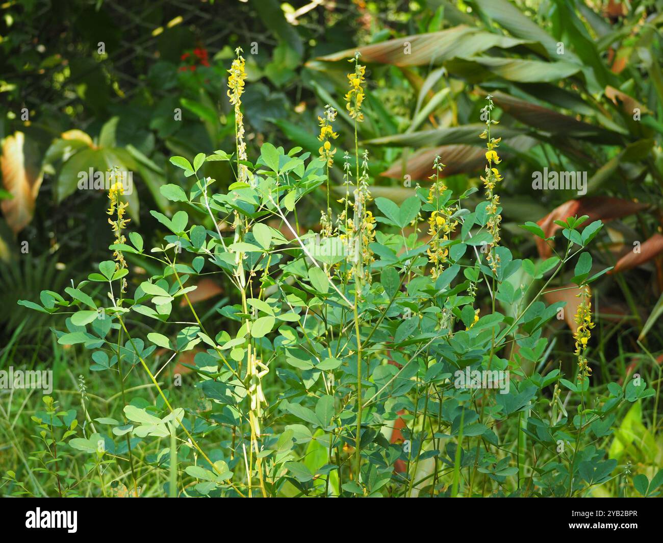 Streaked Rattlepod (Crotalaria pallida) Plantae Stock Photo - Alamy