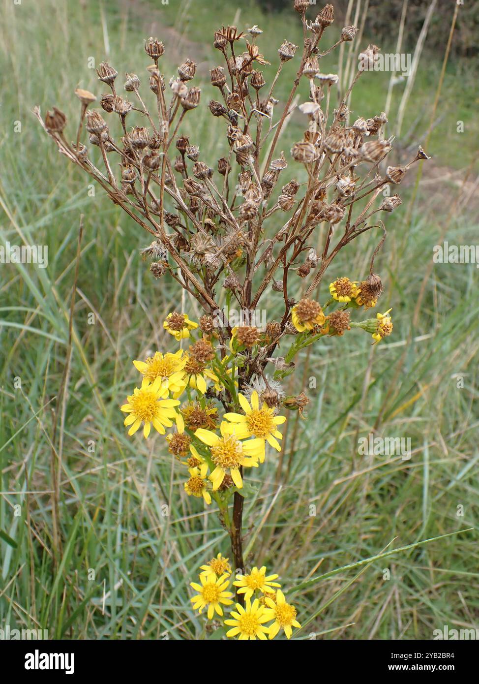 Hoary Ragwort (Jacobaea erucifolia) Plantae Stock Photo - Alamy
