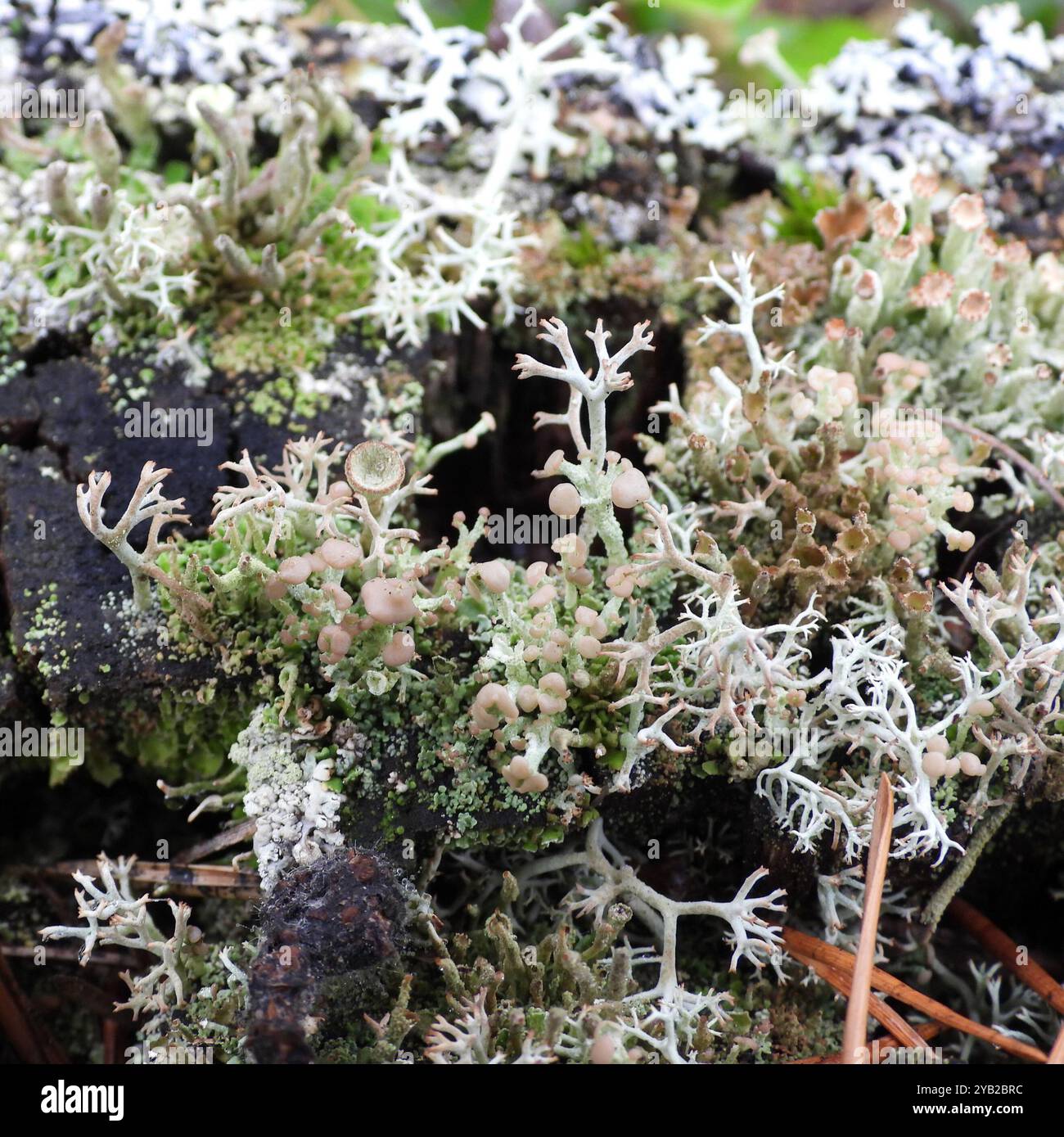 Bronzed Pixie Lichen (Cladonia gracilis turbinata) Fungi Stock Photo ...