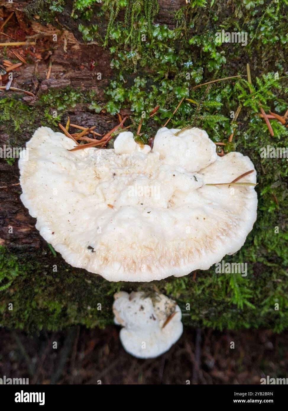 shelf fungi (Polyporales) Fungi Stock Photo - Alamy