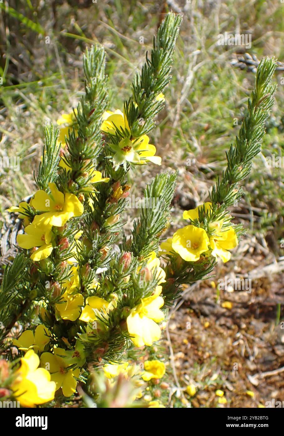 bundled guinea-flower (Hibbertia prostrata) Plantae Stock Photo - Alamy