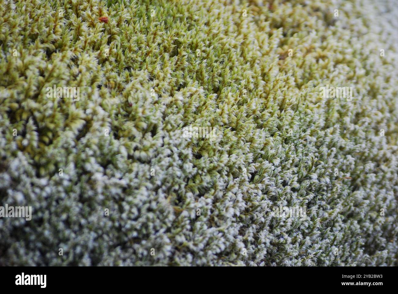 Woolly Fringe-moss (Racomitrium lanuginosum) Plantae Stock Photo - Alamy
