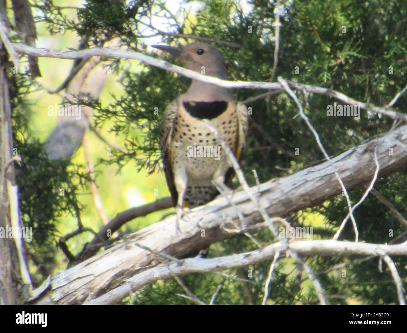 Northern Flicker (Colaptes auratus) Aves Stock Photo - Alamy