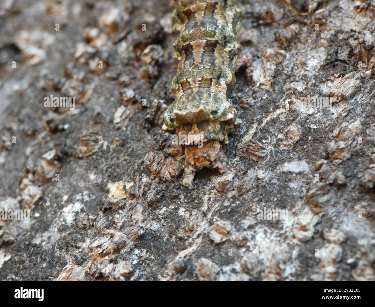 Butterflies and Moths (Lepidoptera) Insecta Stock Photo - Alamy