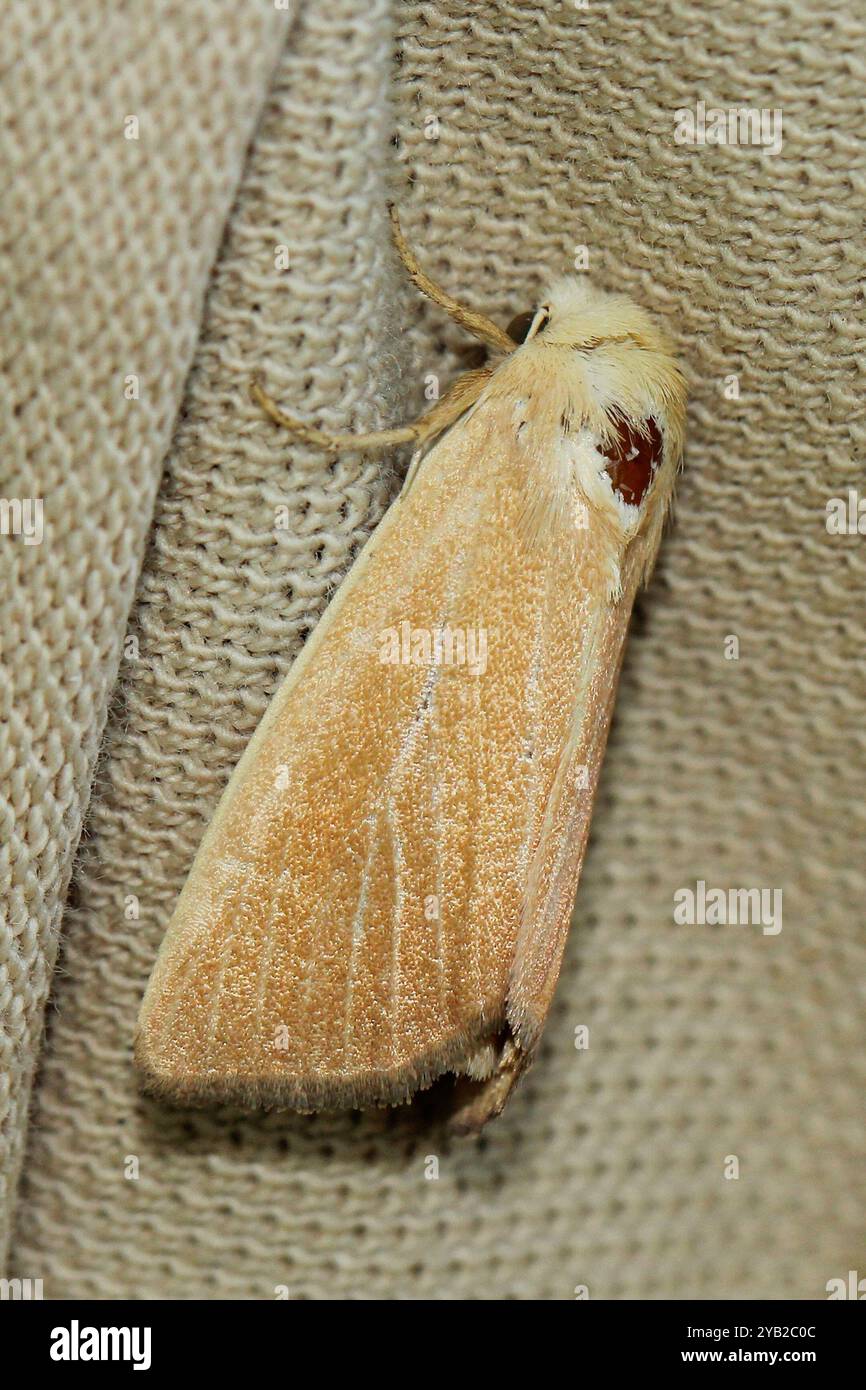 Fen Wainscot (Arenostola phragmitidis) Insecta Stock Photo - Alamy