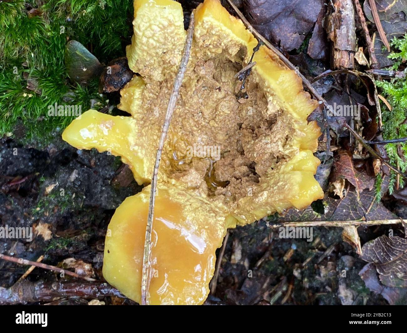 common earthball (Scleroderma citrinum) Fungi Stock Photo - Alamy