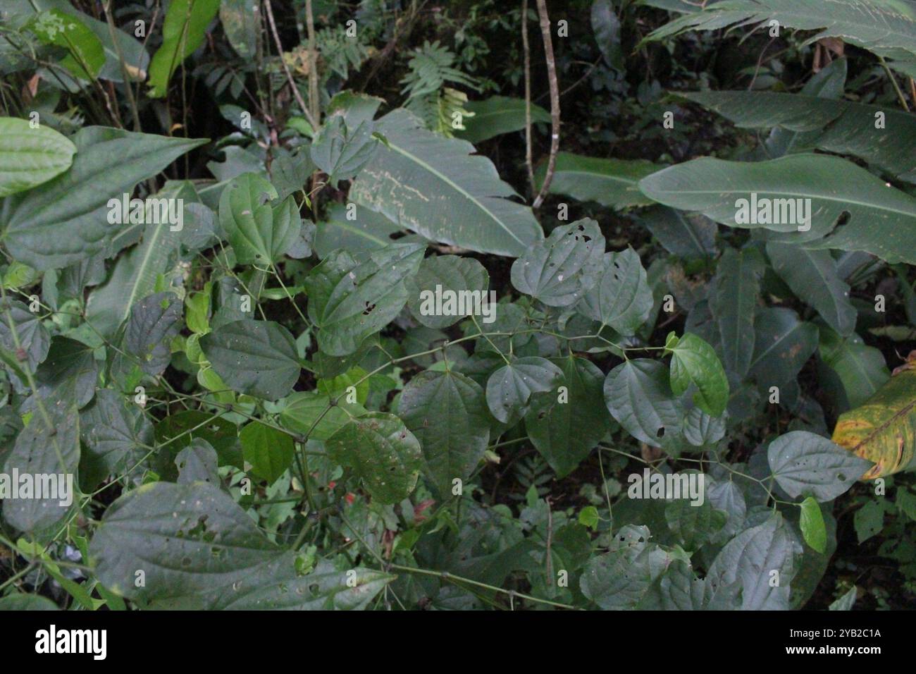 pepper plants (Piper) Plantae Stock Photo - Alamy