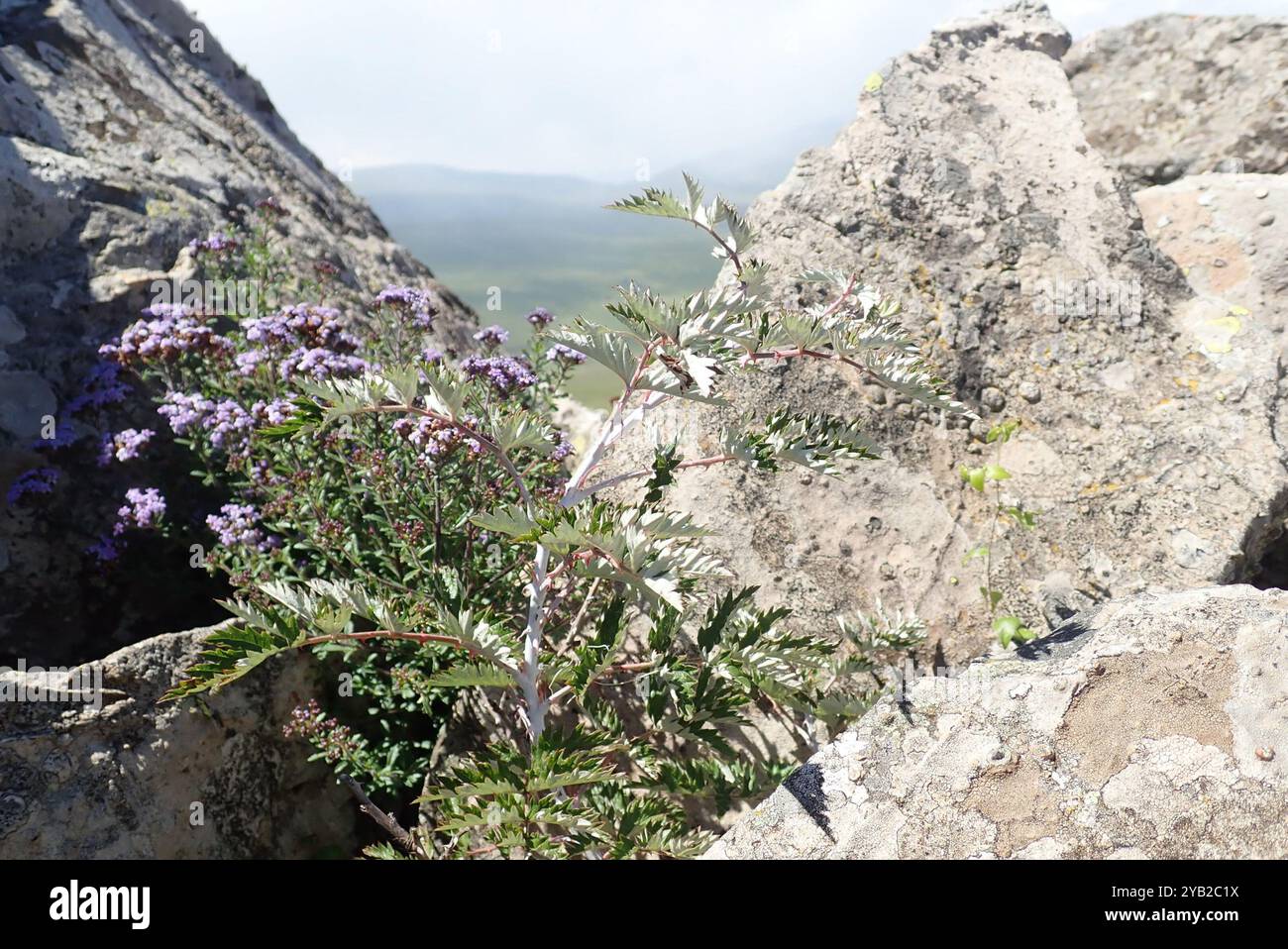 Silver Bramble (Rubus ludwigii) Plantae Stock Photo - Alamy