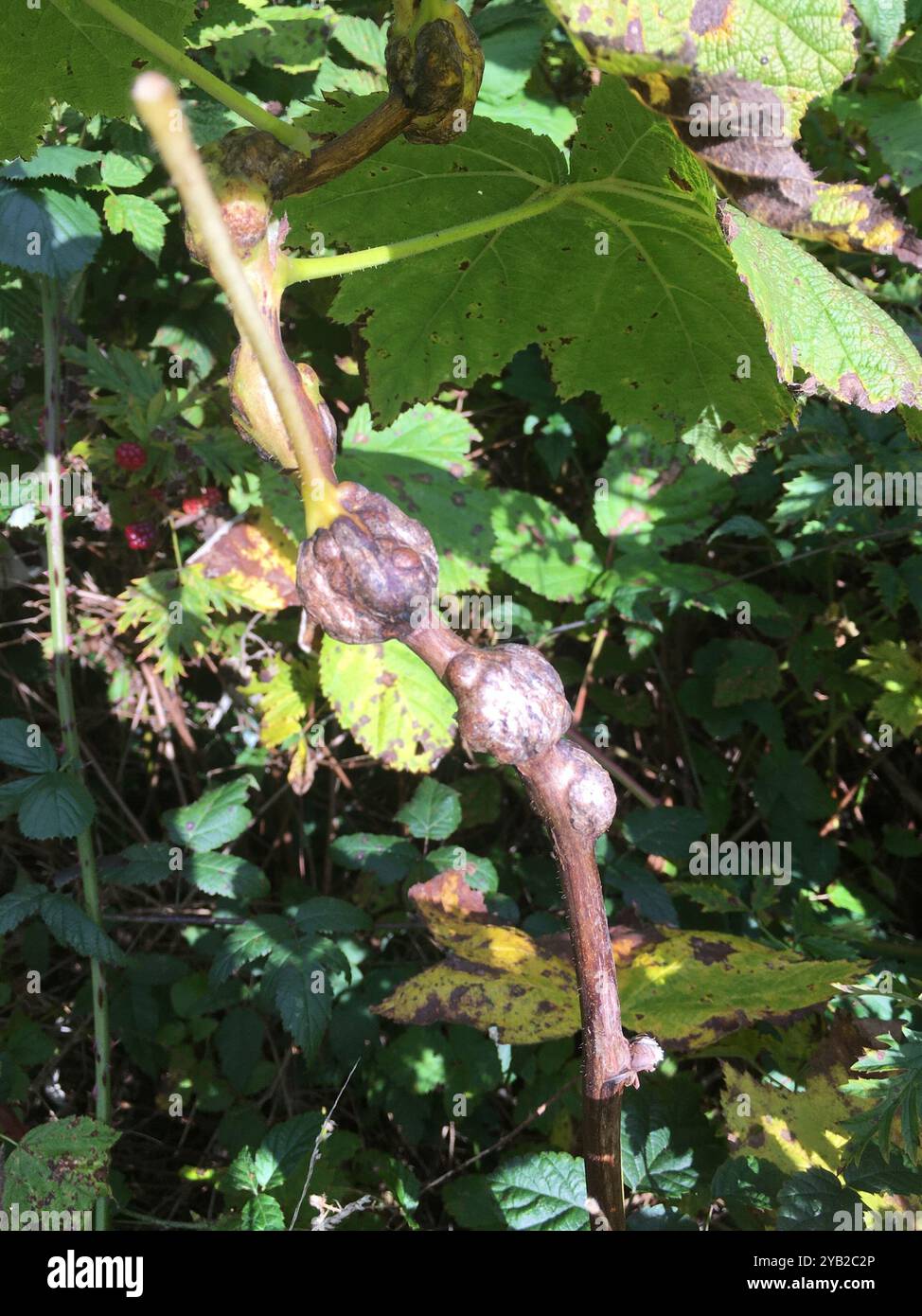 thimbleberry gallmaker (Diastrophus kincaidii) Insecta Stock Photo - Alamy