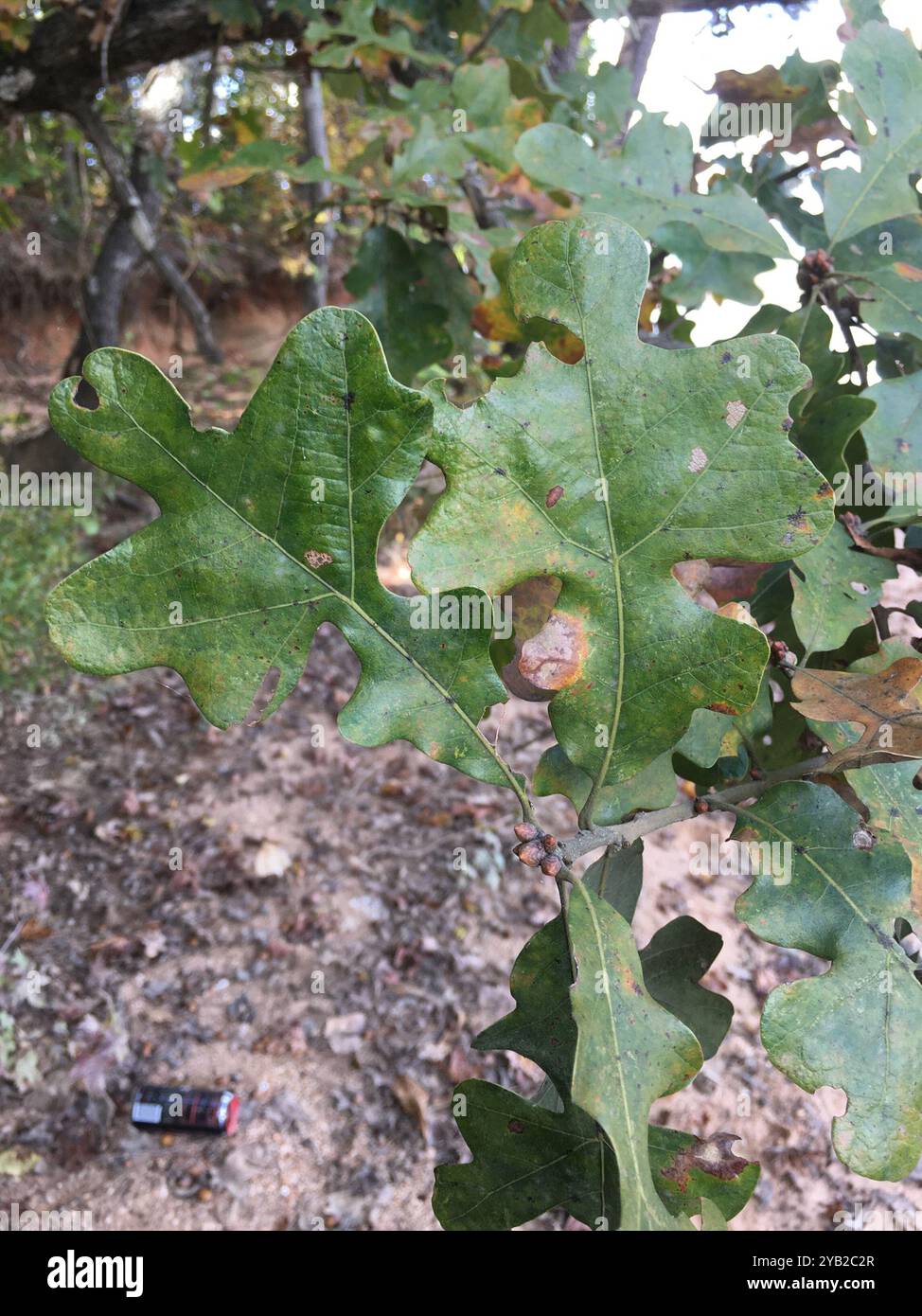 post oak (Quercus stellata) Plantae Stock Photo - Alamy