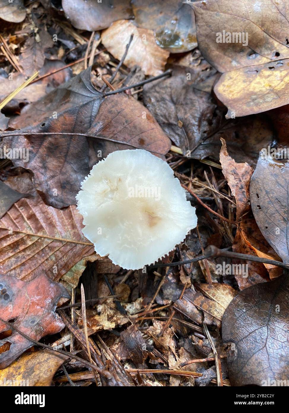 Short-stemmed Russula (Russula brevipes) Fungi Stock Photo - Alamy