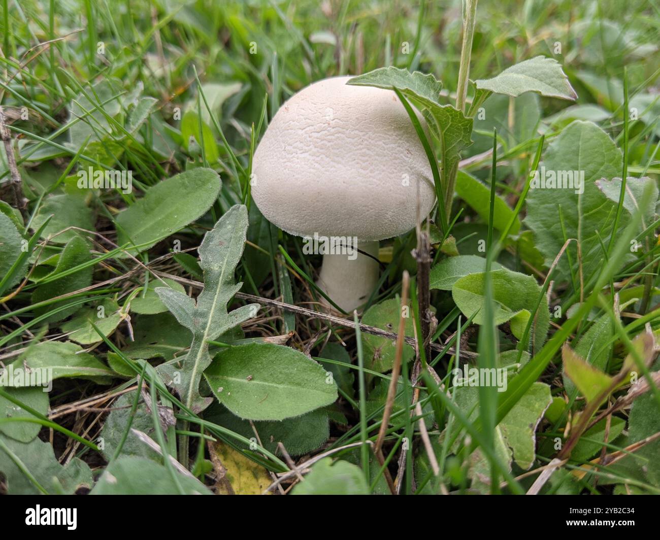 White Dapperling (Leucoagaricus leucothites) Fungi Stock Photo - Alamy