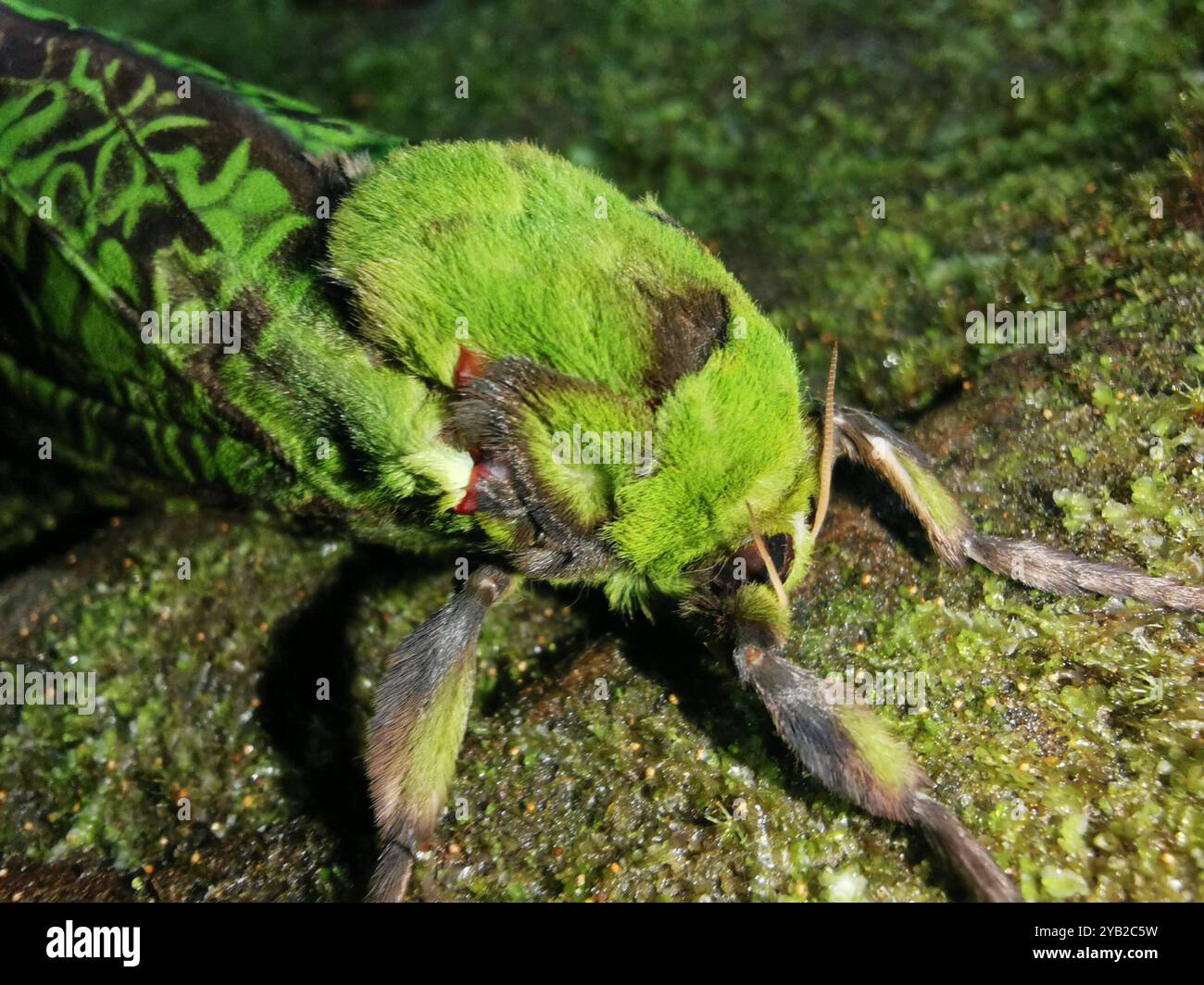 Puriri moth (Aenetus virescens) Insecta Stock Photo - Alamy