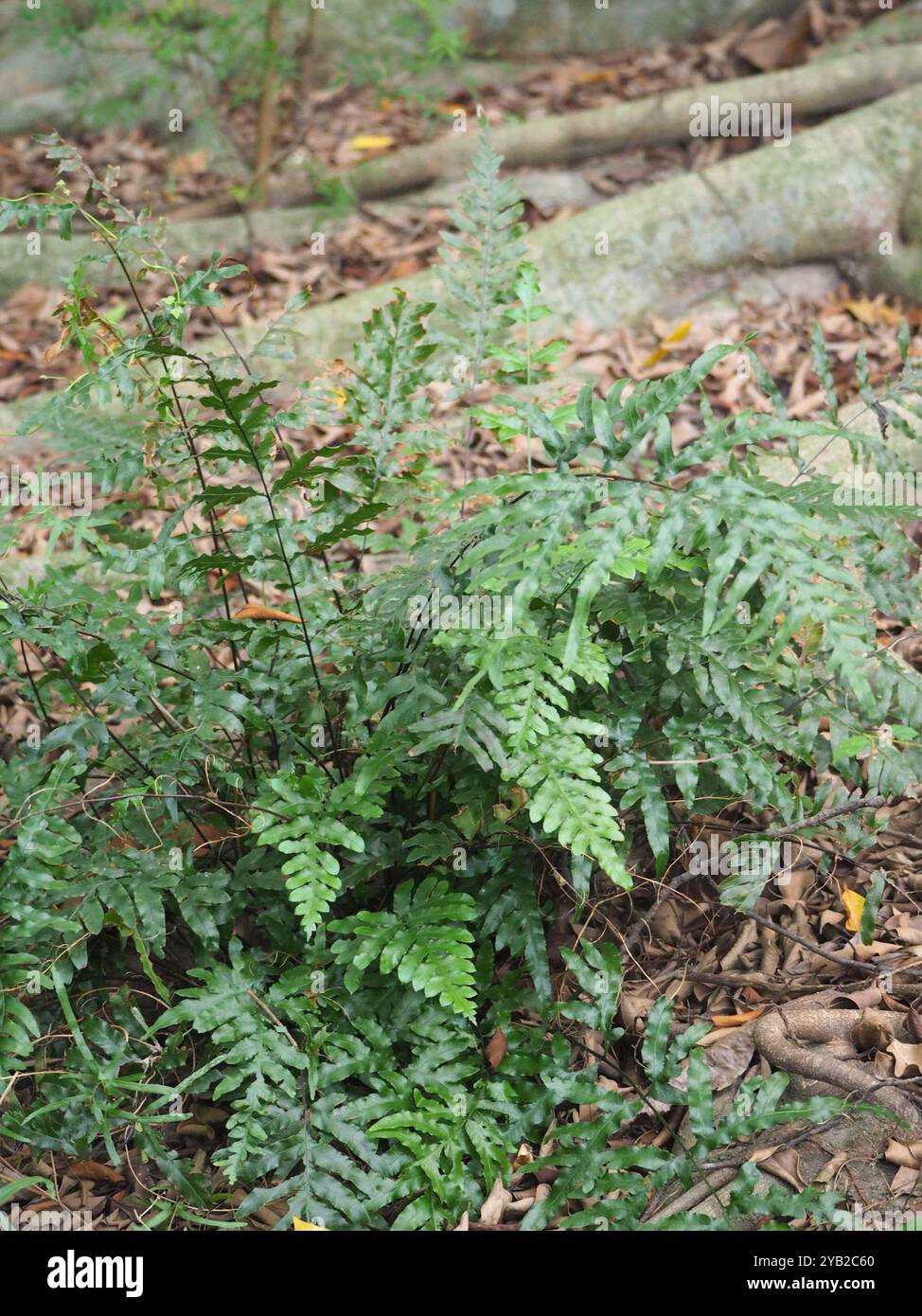 Semi-pinnated Brake (Pteris semipinnata) Plantae Stock Photo - Alamy