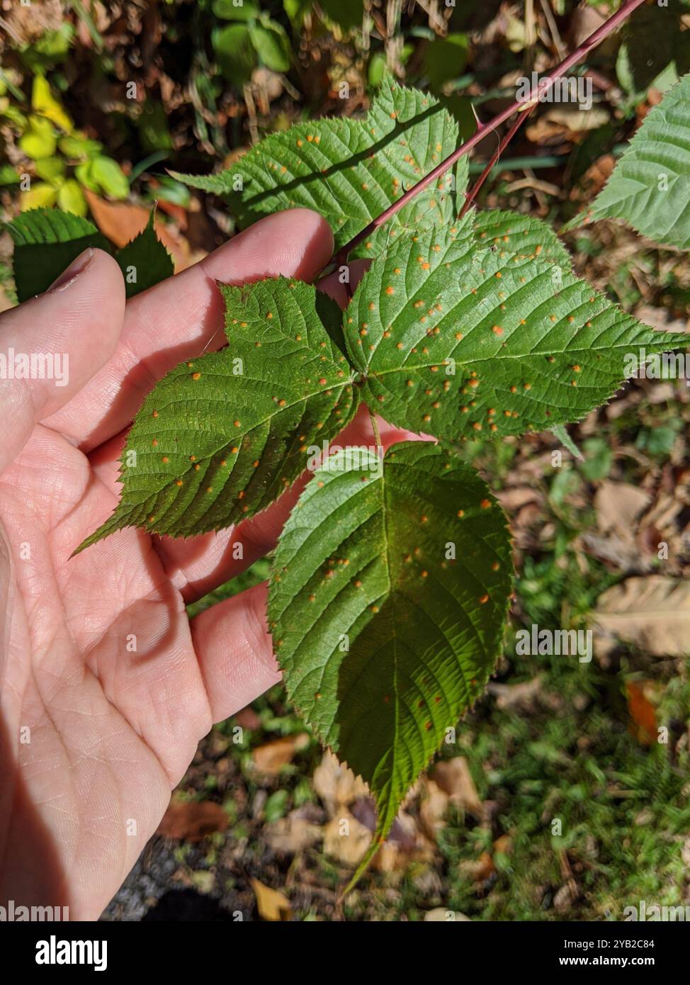 brambles (Rubus) Plantae Stock Photo - Alamy