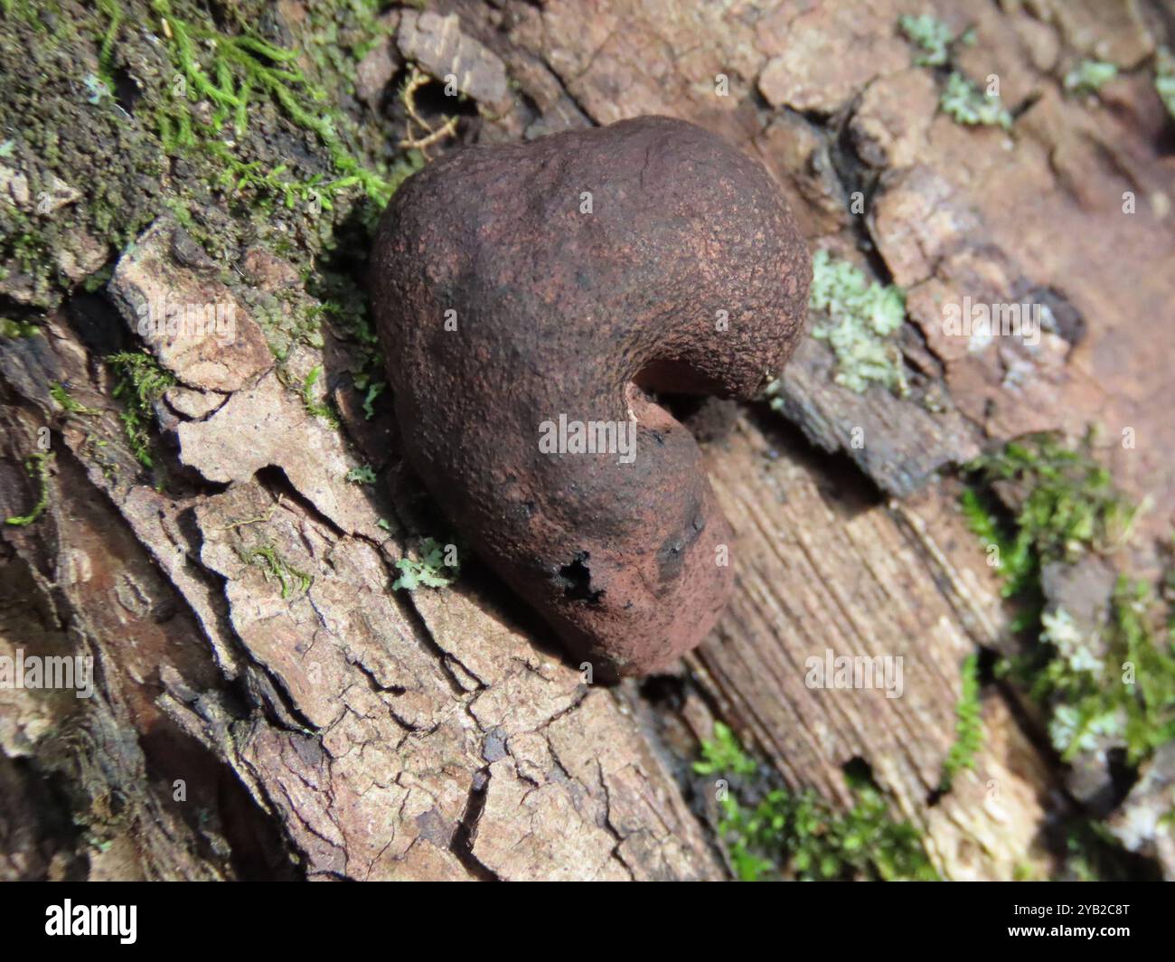 dead man's fingers (Xylaria polymorpha) Fungi Stock Photo - Alamy