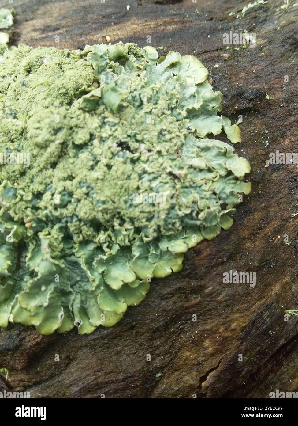 typical shield lichens (Parmelioideae) Fungi Stock Photo - Alamy