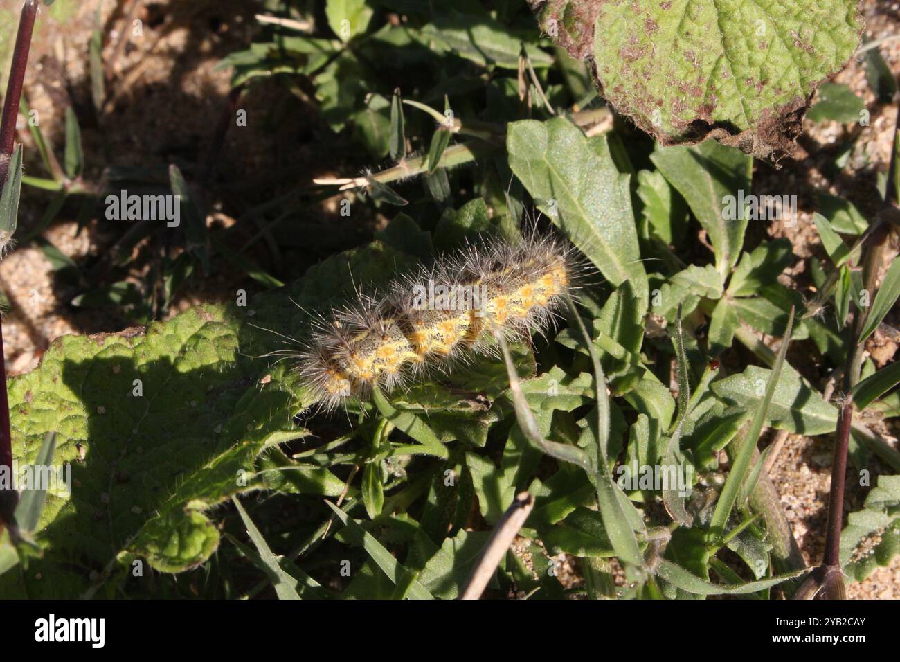 Salt Marsh Moth (Estigmene acrea) Insecta Stock Photo - Alamy
