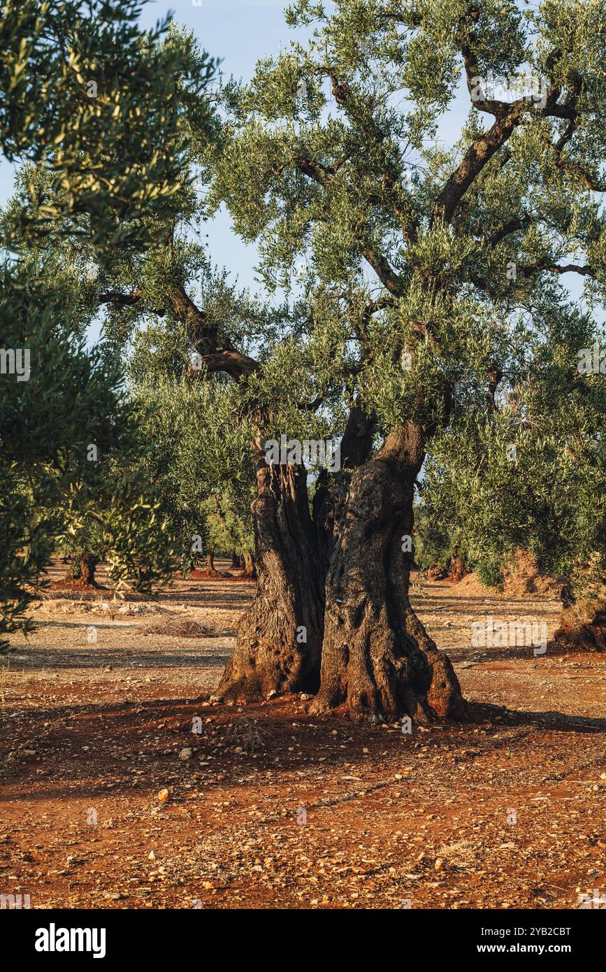 Puglia, majestic ancient olive tree stands in a vast rural landscape ...