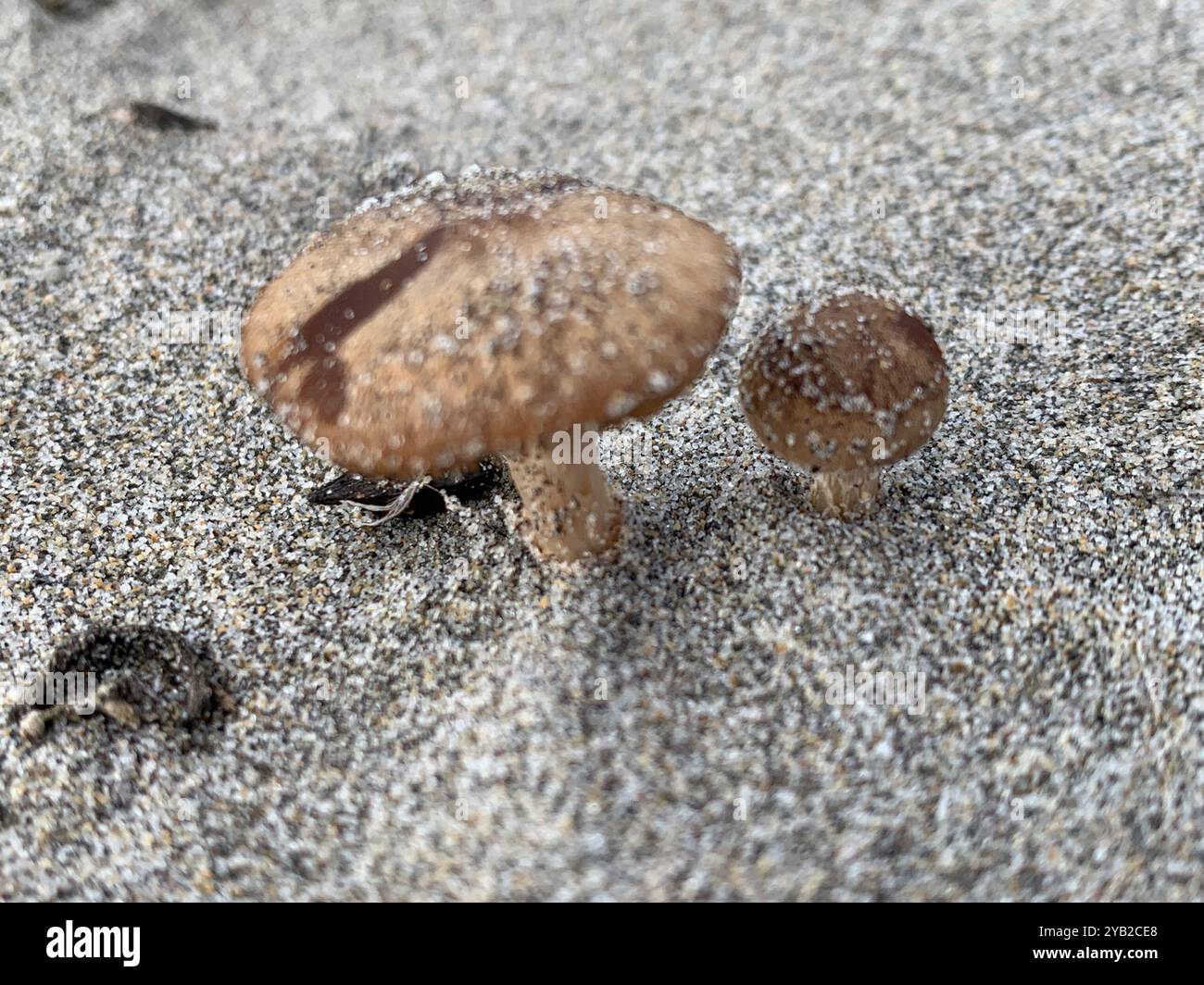 Beach Brittlestem (Psathyrella ammophila) Fungi Stock Photo - Alamy