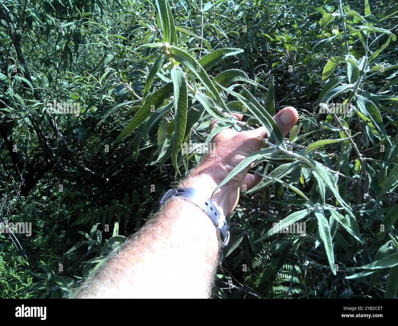 Sagewood (Buddleja salviifolia) Plantae Stock Photo - Alamy