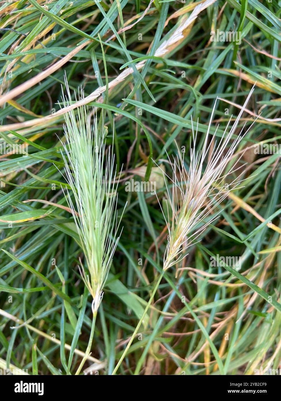 wall barley (Hordeum murinum) Plantae Stock Photo - Alamy