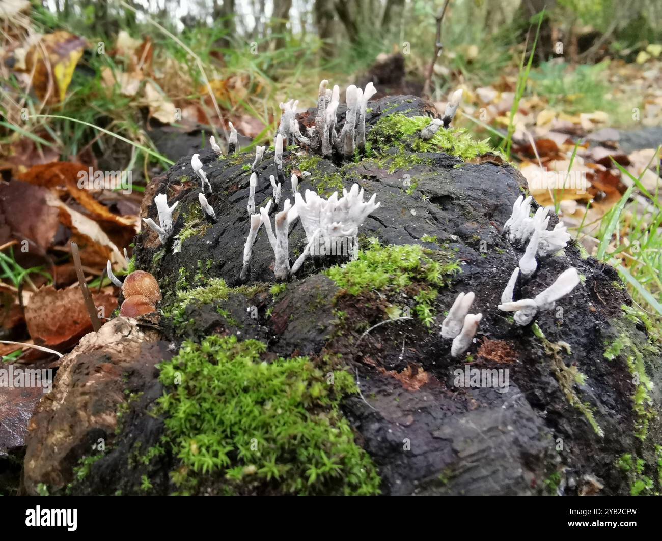 Candlesnuff Fungus (Xylaria hypoxylon) Fungi Stock Photo - Alamy
