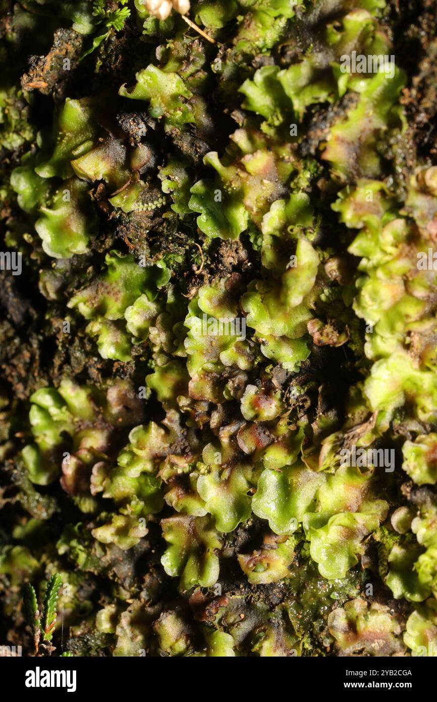 common pellia (Pellia epiphylla) Plantae Stock Photo - Alamy