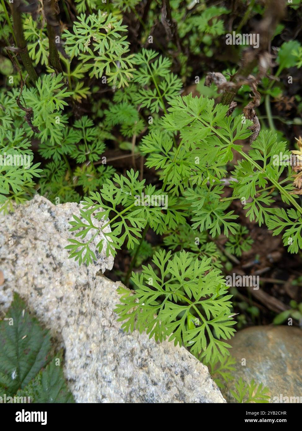 vascular plants (Tracheophyta) Plantae Stock Photo - Alamy