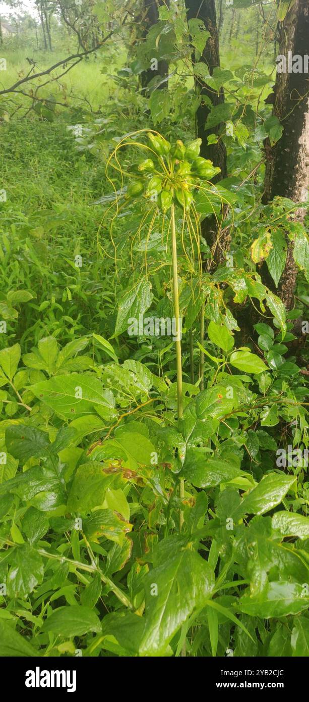 Polynesian Arrowroot (Tacca leontopetaloides) Plantae Stock Photo - Alamy