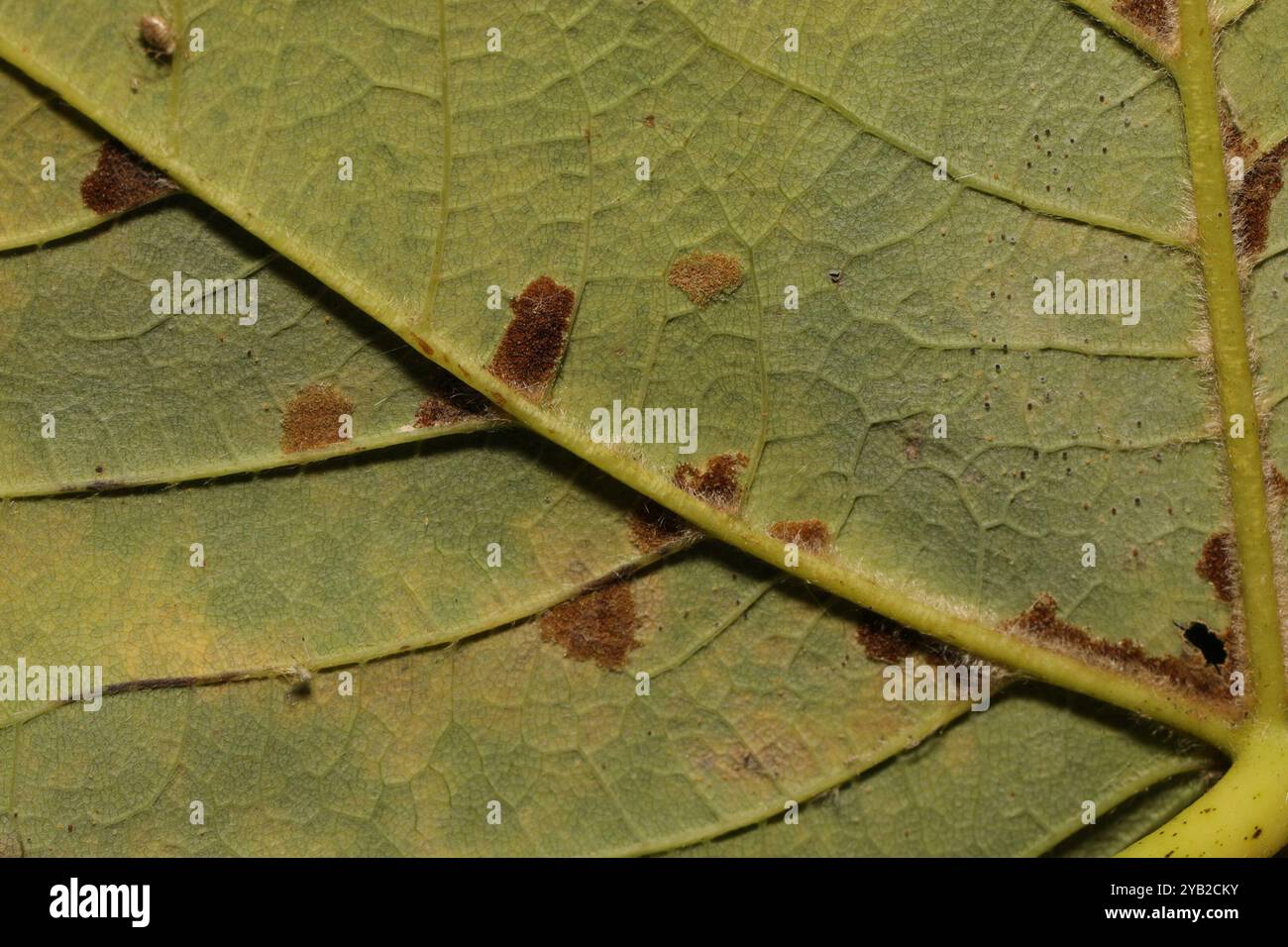 Sycamore Felt Gall Mite (Aceria pseudoplatani) Arachnida Stock Photo ...