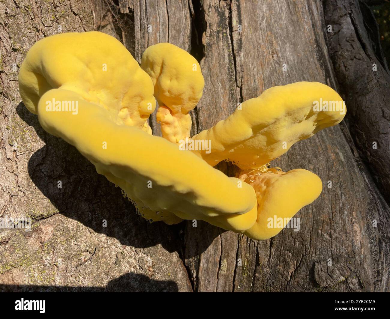 Western Hardwood Sulphur Shelf (Laetiporus gilbertsonii) Fungi Stock ...