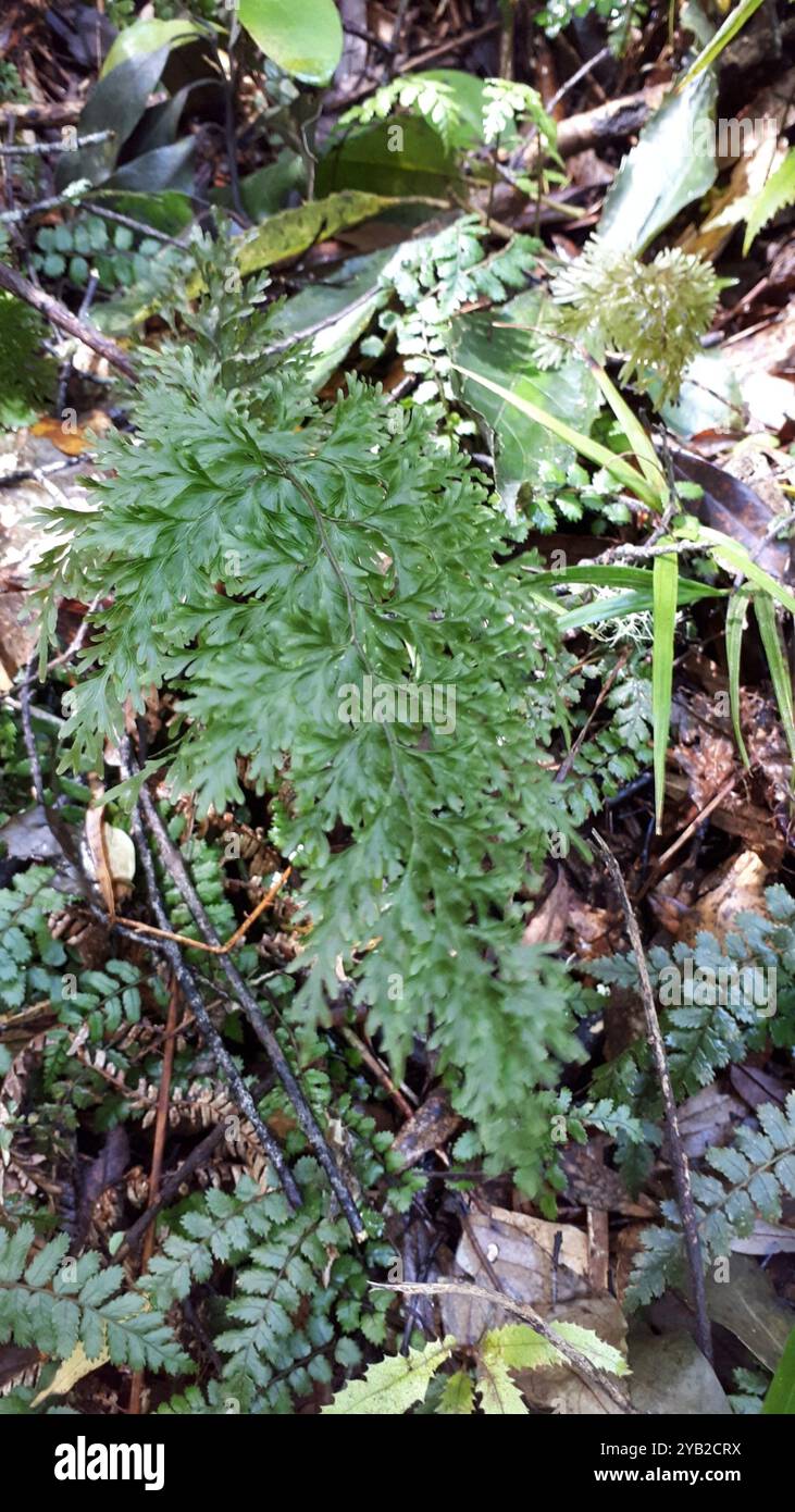 drooping filmy fern (Hymenophyllum demissum) Plantae Stock Photo - Alamy