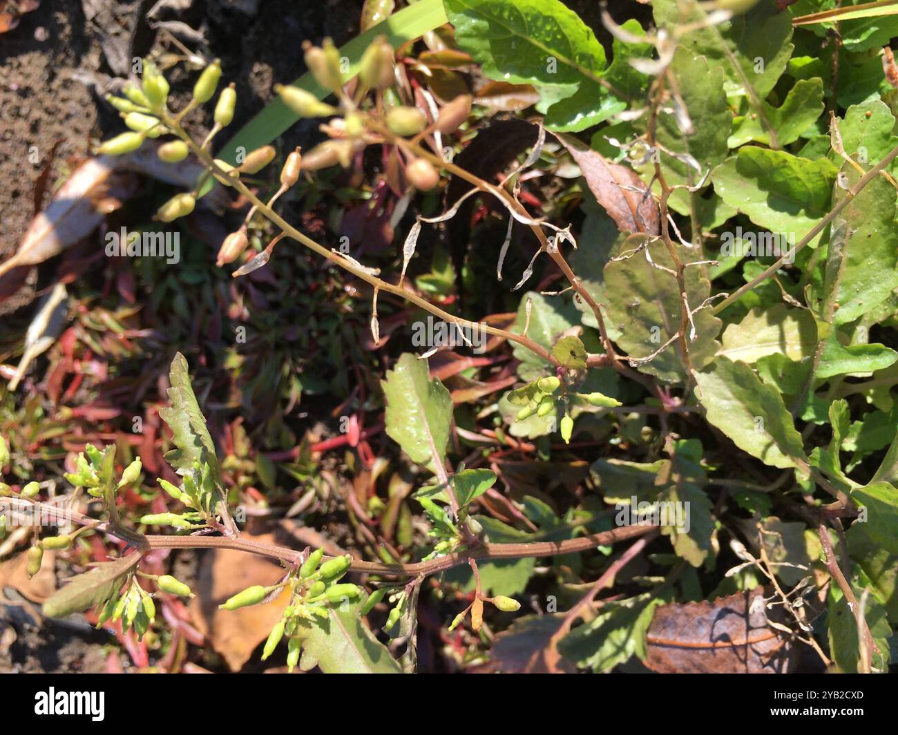 Bog Yellowcress (Rorippa palustris) Plantae Stock Photo - Alamy
