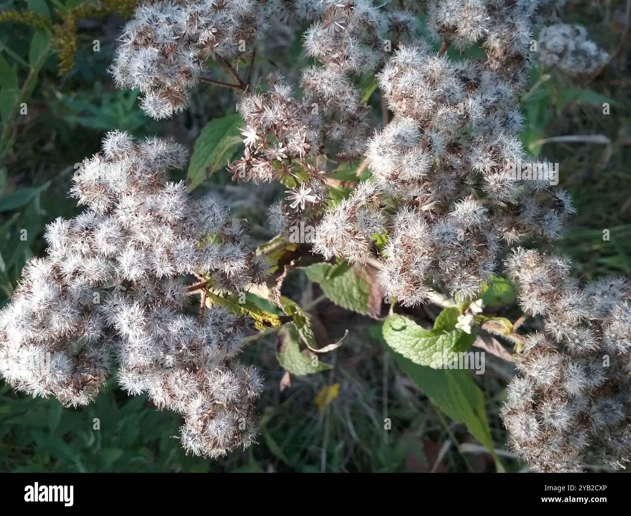 common boneset (Eupatorium perfoliatum) Plantae Stock Photo - Alamy