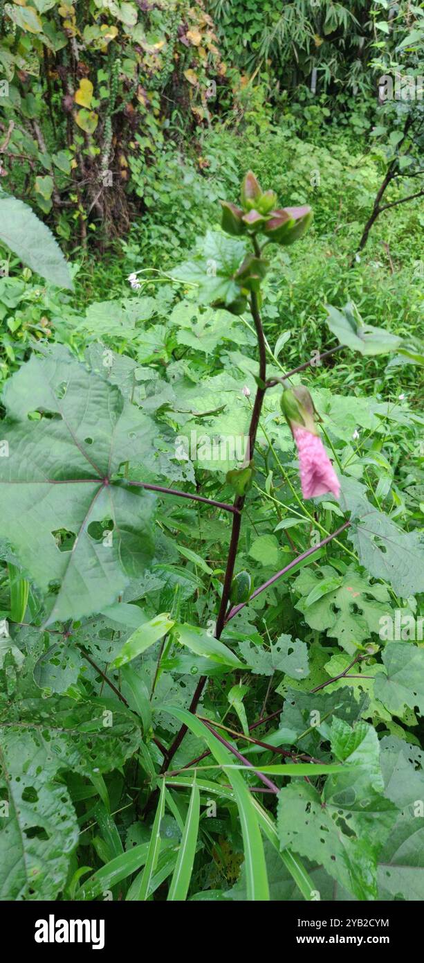 Aibika (Abelmoschus manihot) Plantae Stock Photo - Alamy