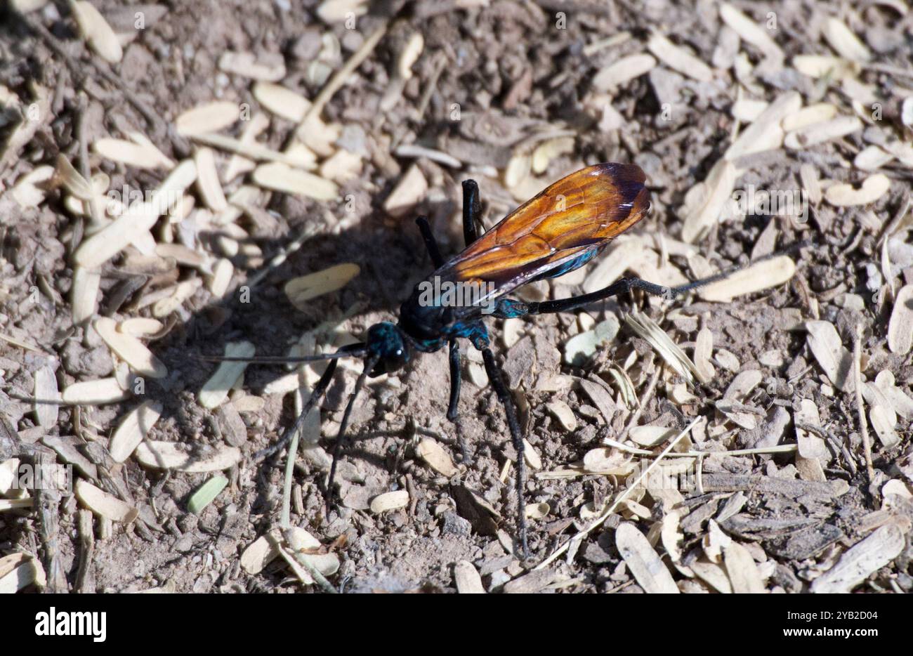 New World Tarantula-hawk Wasps (Pepsis) Insecta Stock Photo - Alamy