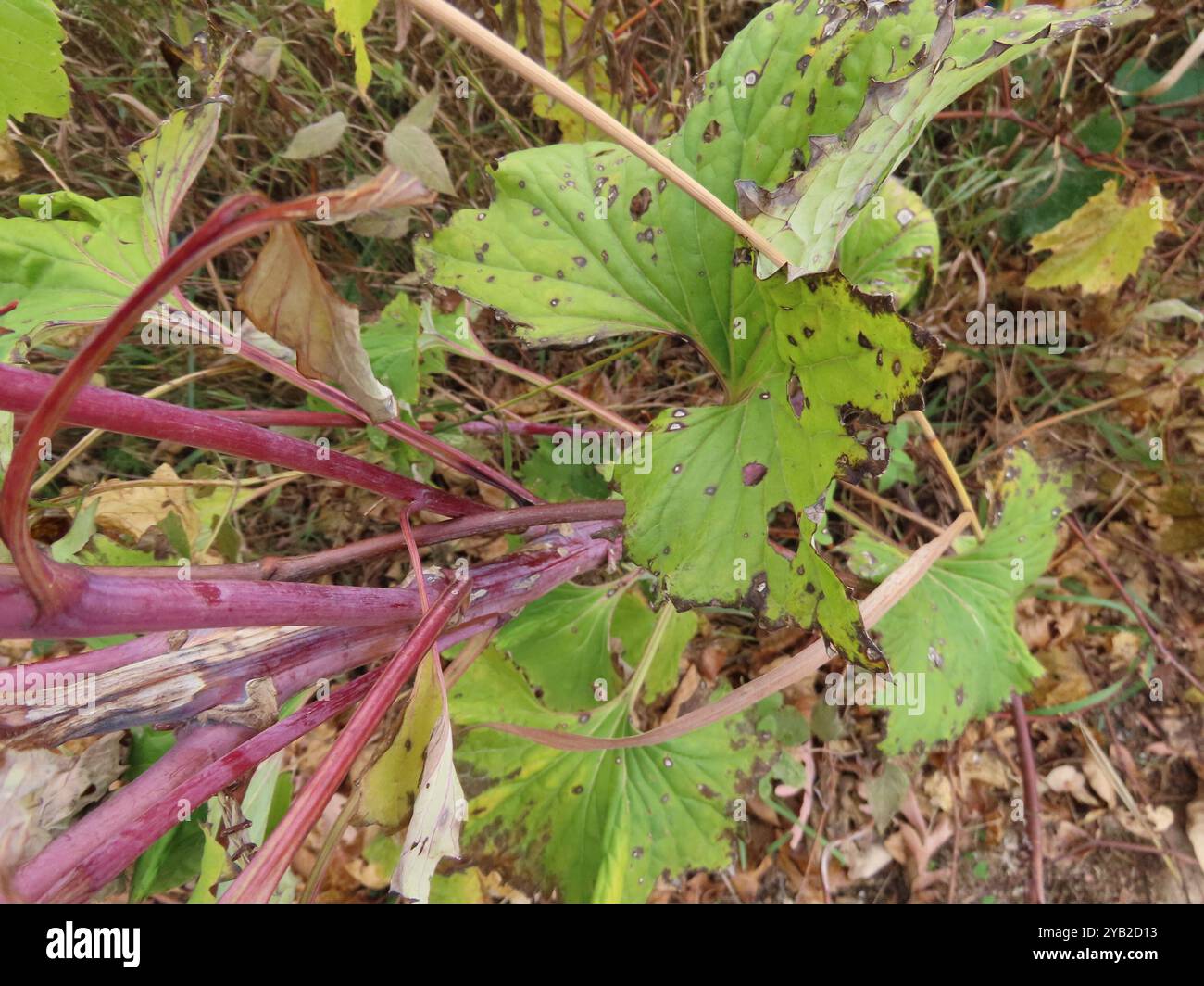pale Indian plantain (Arnoglossum atriplicifolium) Plantae Stock Photo ...