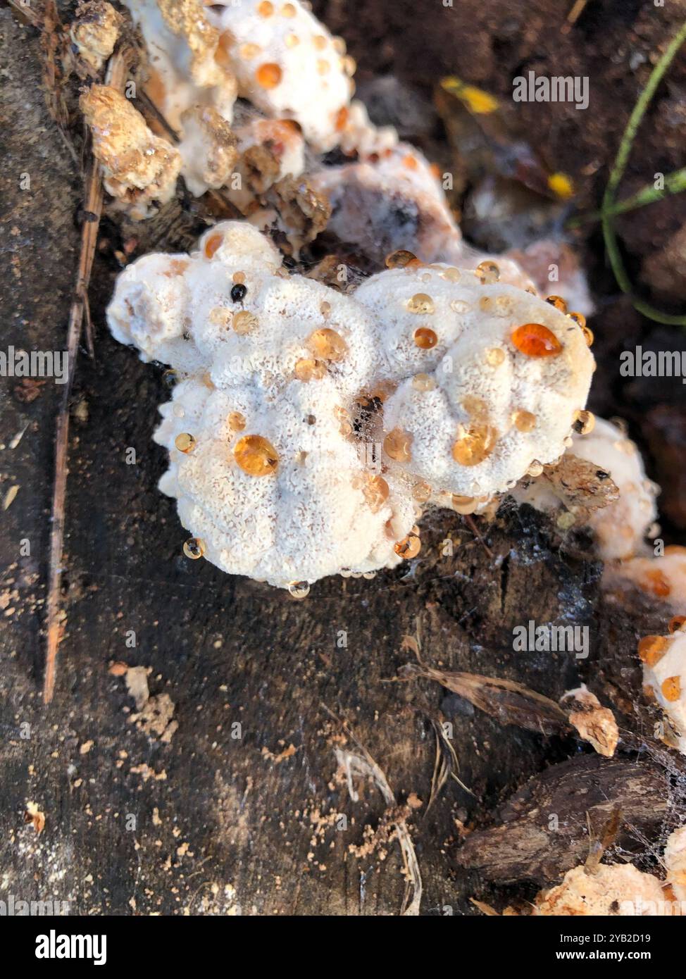 Blushing Rosette (Abortiporus biennis) Fungi Stock Photo - Alamy