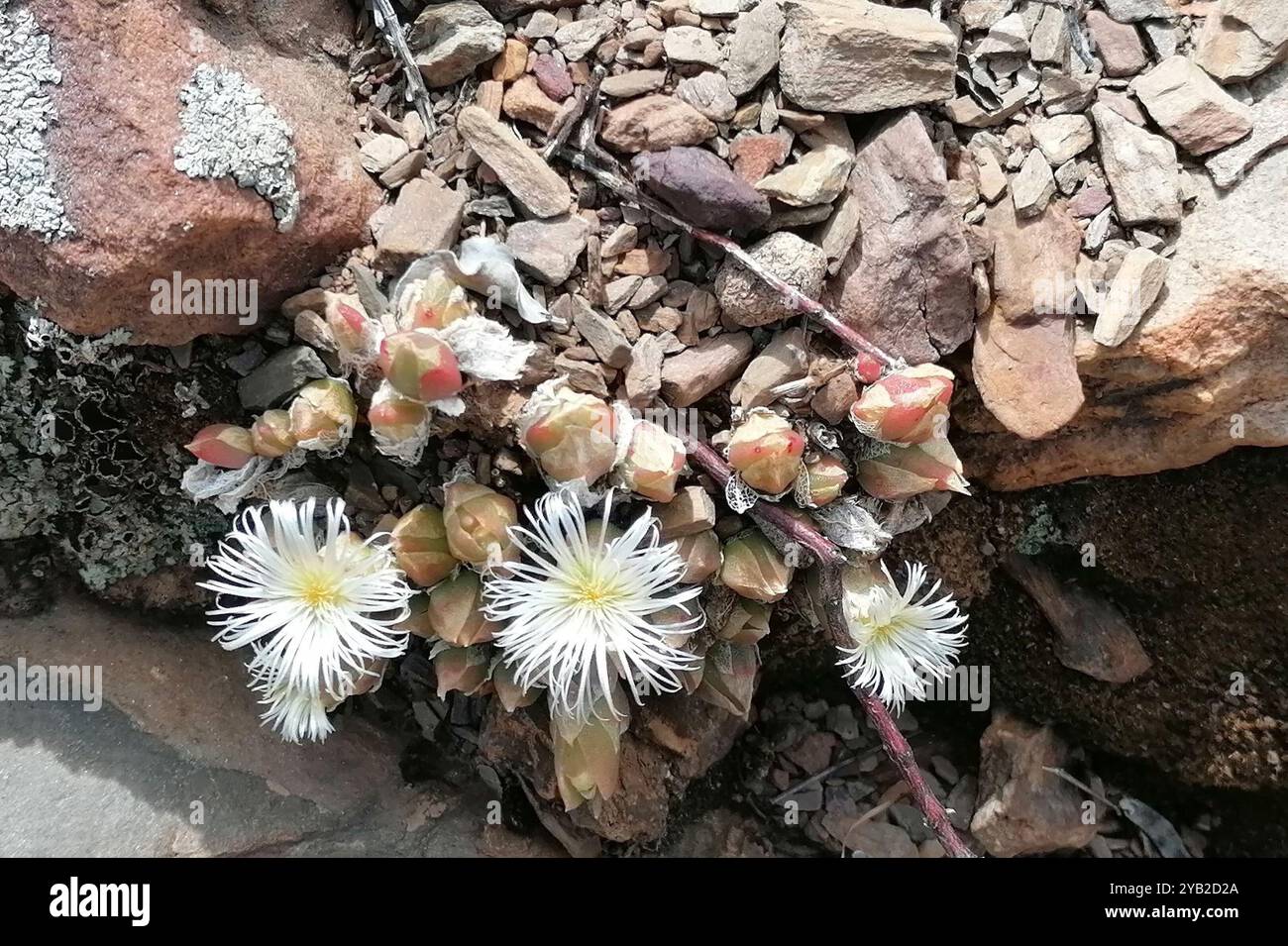 Skeletonfigs (Planifolia) Plantae Stock Photo - Alamy