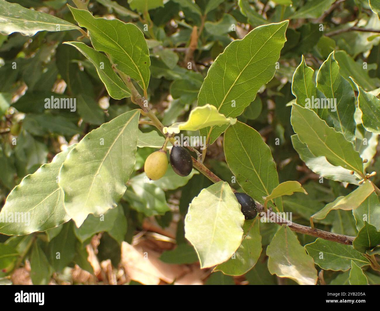 Bay laurel (Laurus nobilis) Plantae Stock Photo - Alamy
