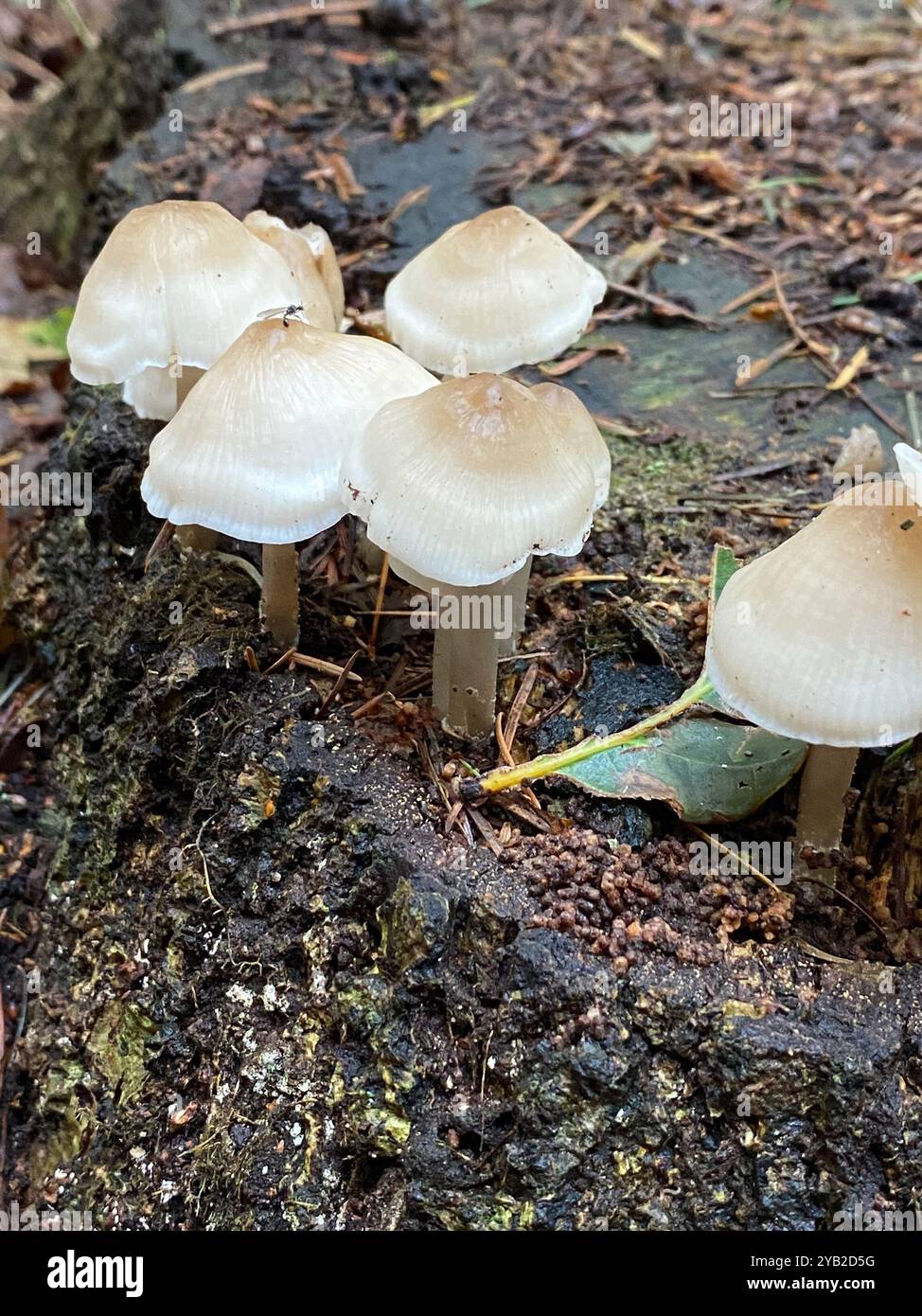 common bonnet (Mycena galericulata) Fungi Stock Photo - Alamy