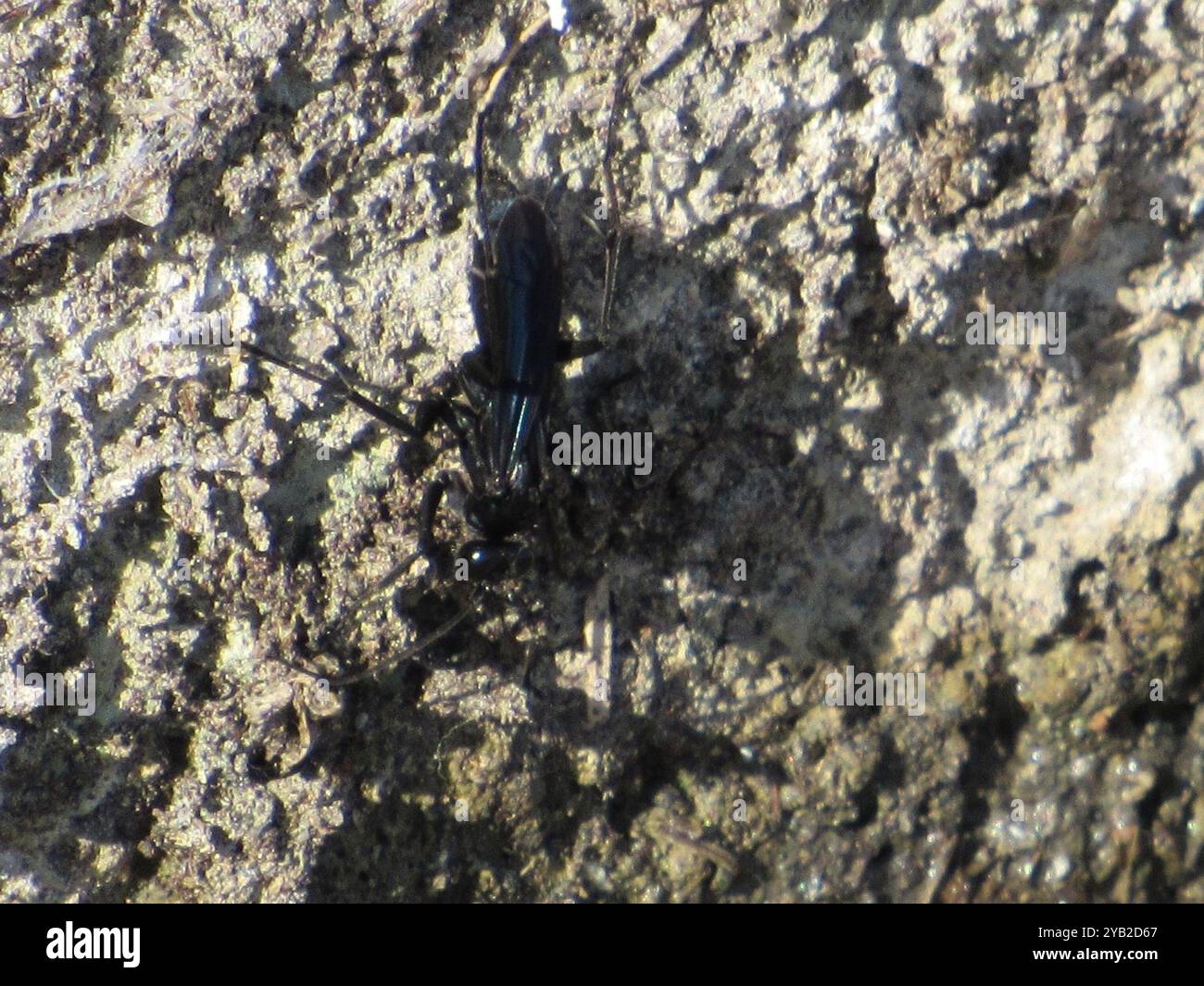 Spider Wasps (Pompilidae) Insecta Stock Photo - Alamy