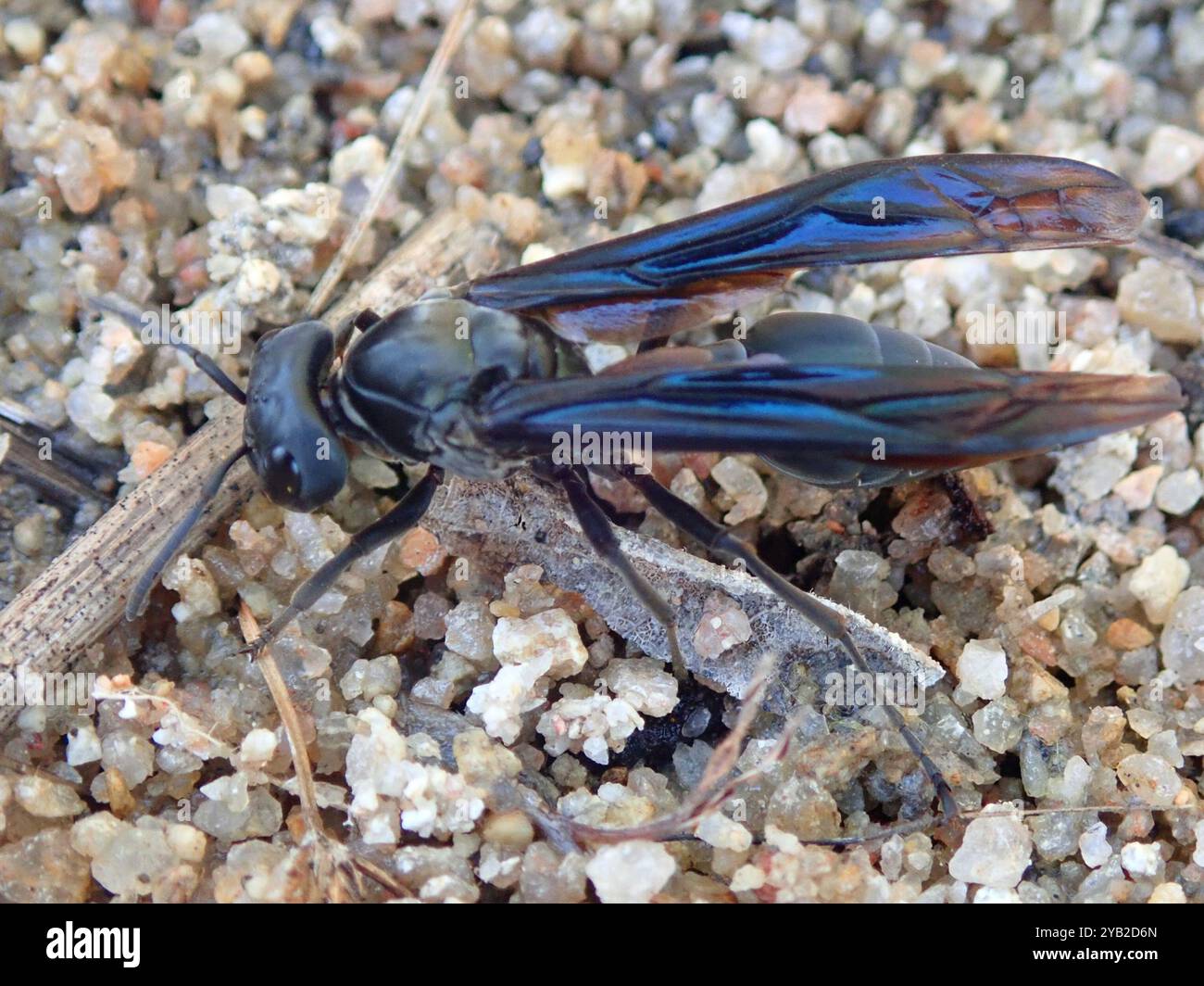 Warrior Wasps (Synoeca) Insecta Stock Photo - Alamy