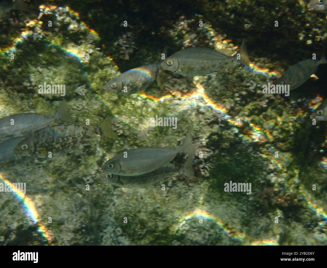 Rivulated Rabbitfish (Siganus rivulatus) Actinopterygii Stock Photo - Alamy