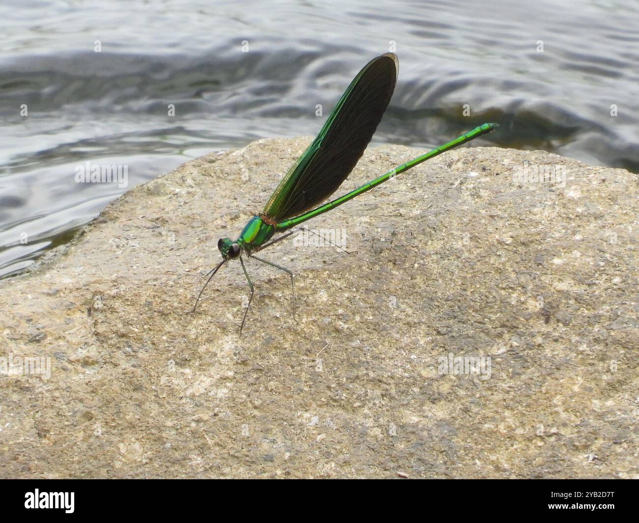 Neurobasis chinensis chinensis hi-res stock photography and images - Alamy