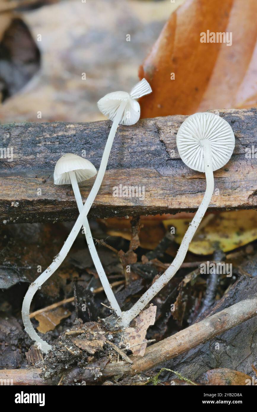 Snapping Bonnet (Mycena vitilis) Fungi Stock Photo - Alamy