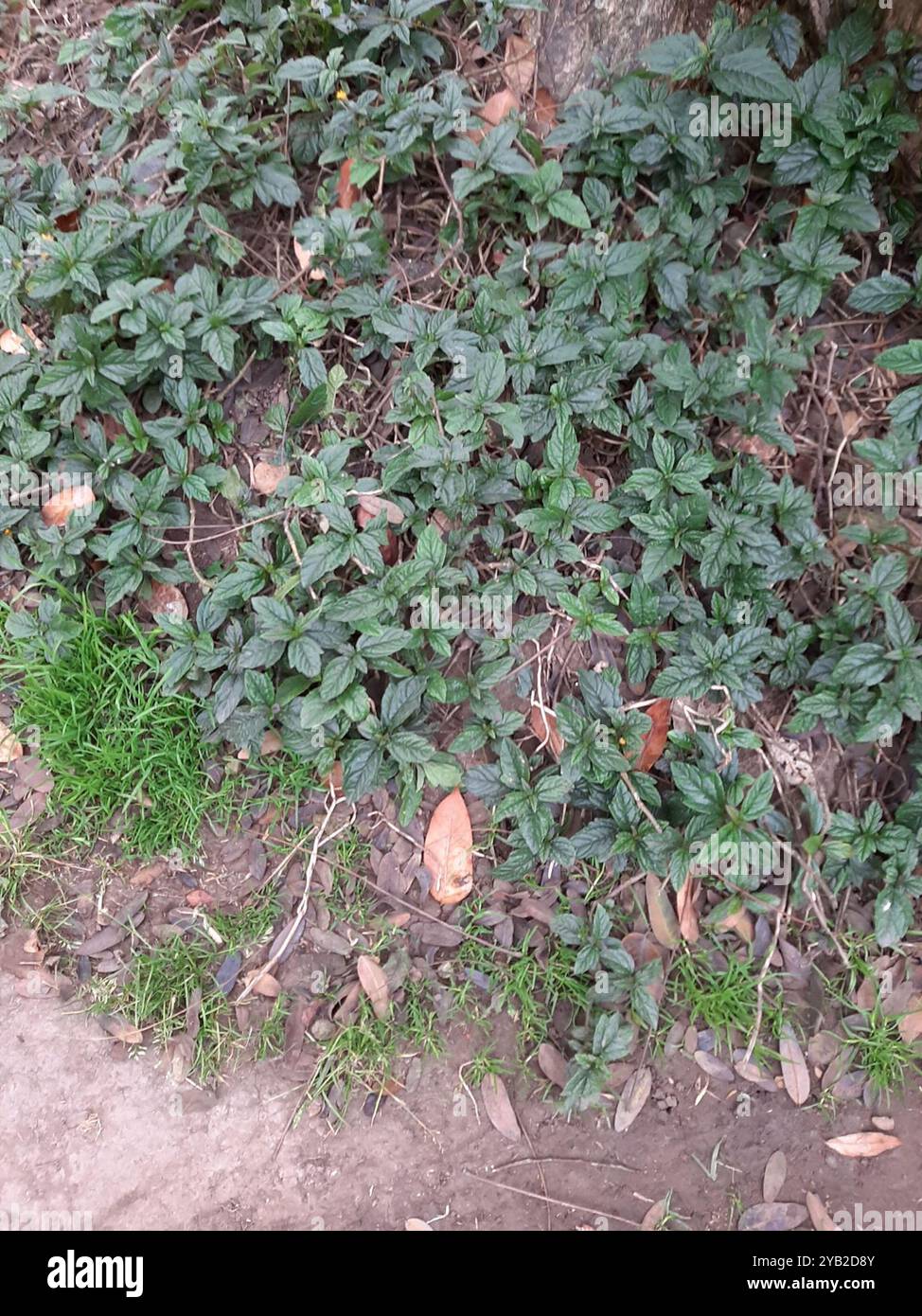 trailing daisy (Sphagneticola trilobata) Plantae Stock Photo - Alamy