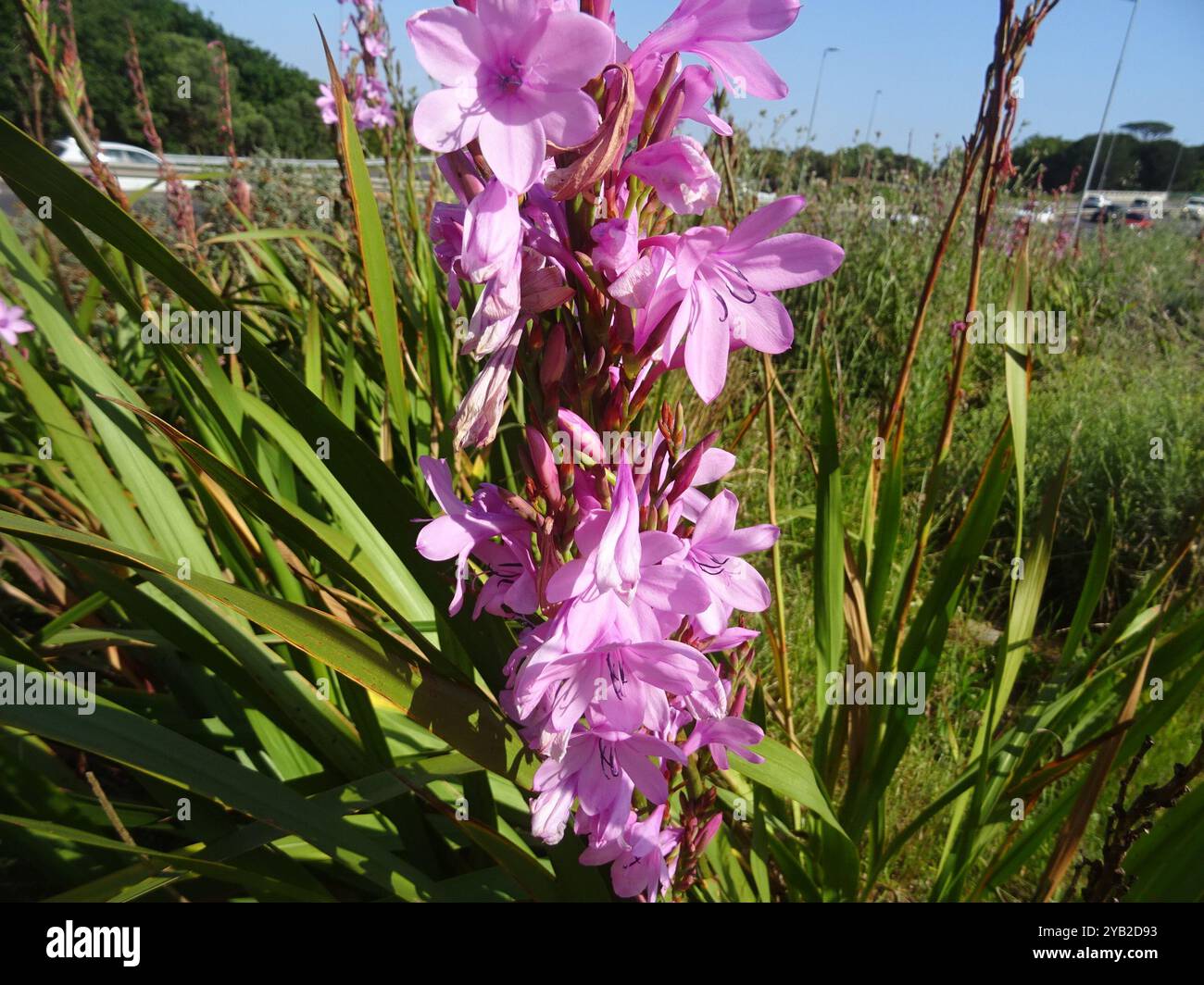 Bugle-lily (Watsonia borbonica) Plantae Stock Photo - Alamy