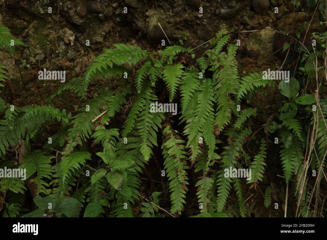 Japanese beech fern (Phegopteris decursive-pinnata) Plantae Stock Photo ...